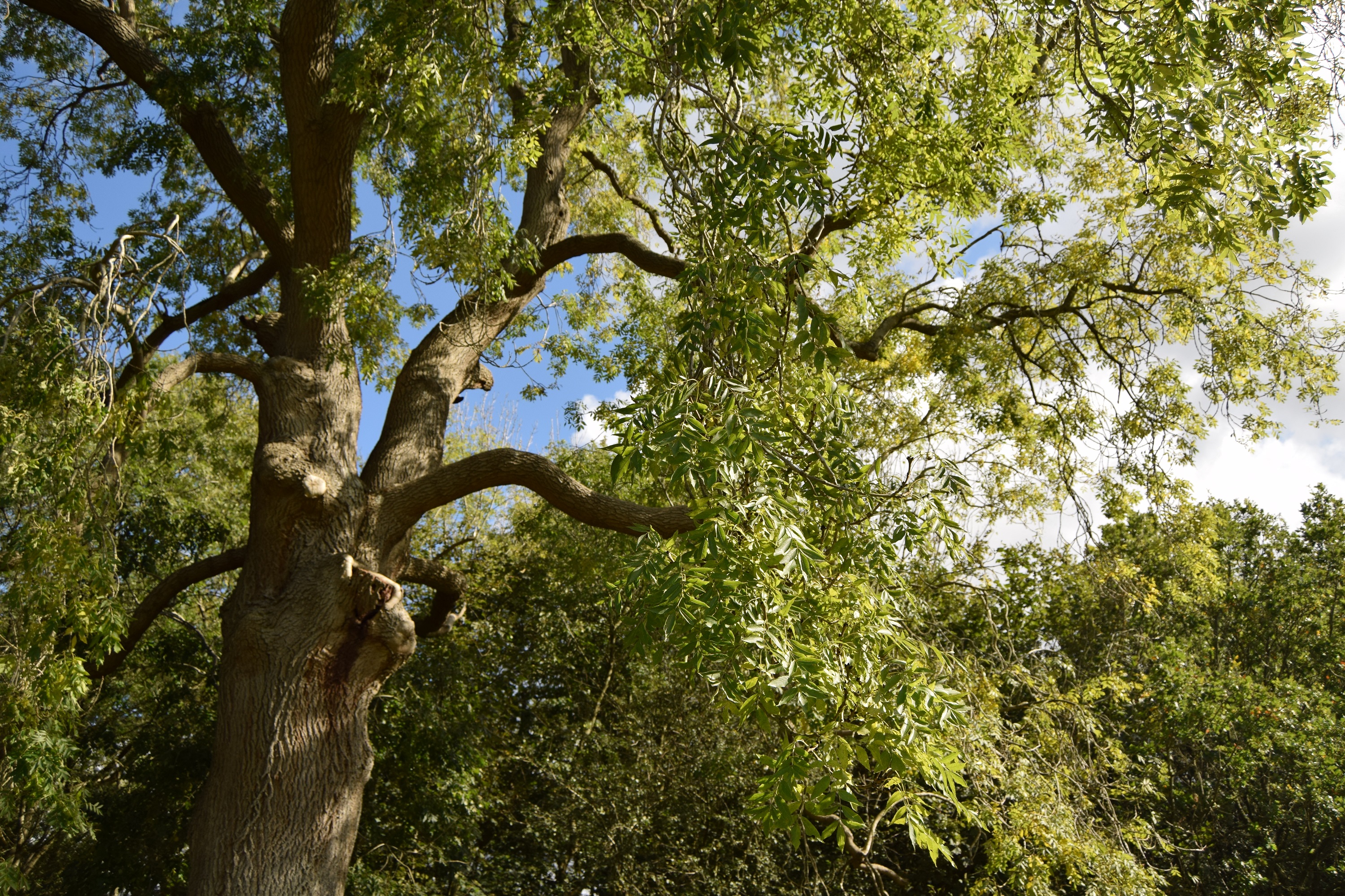 The wonders of Wytham Woods | Staff Gateway