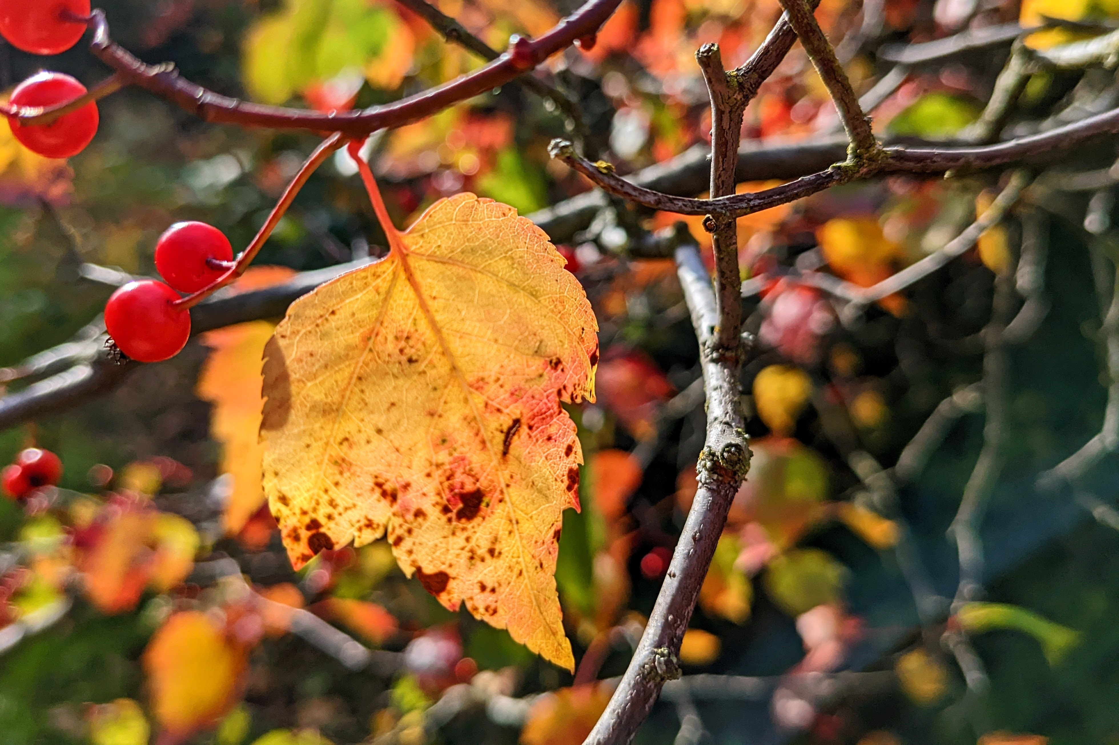 Sahal Kushkiwala | Staff Gateway